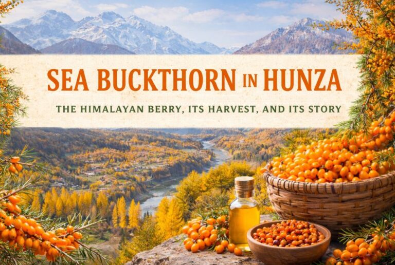 Sea Buckthorn - The Orange Thorn of Hunza - Hunza Art